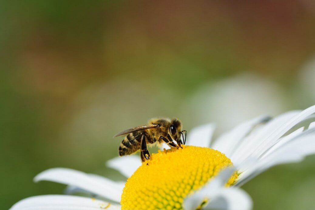 Alimentación De Las Abejas | Apicultura | Dadelos Agrícola