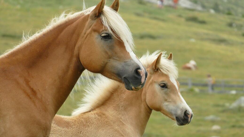 Alimentación Caballo | Suplementos Para Caballos | Dadelos Agrícola