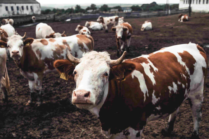 Distribución De Productos Veterinarios | Dadelos Agrícola